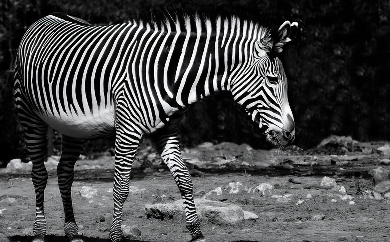 Interesting "zebra effect", are the stripes "white stripes on black ...