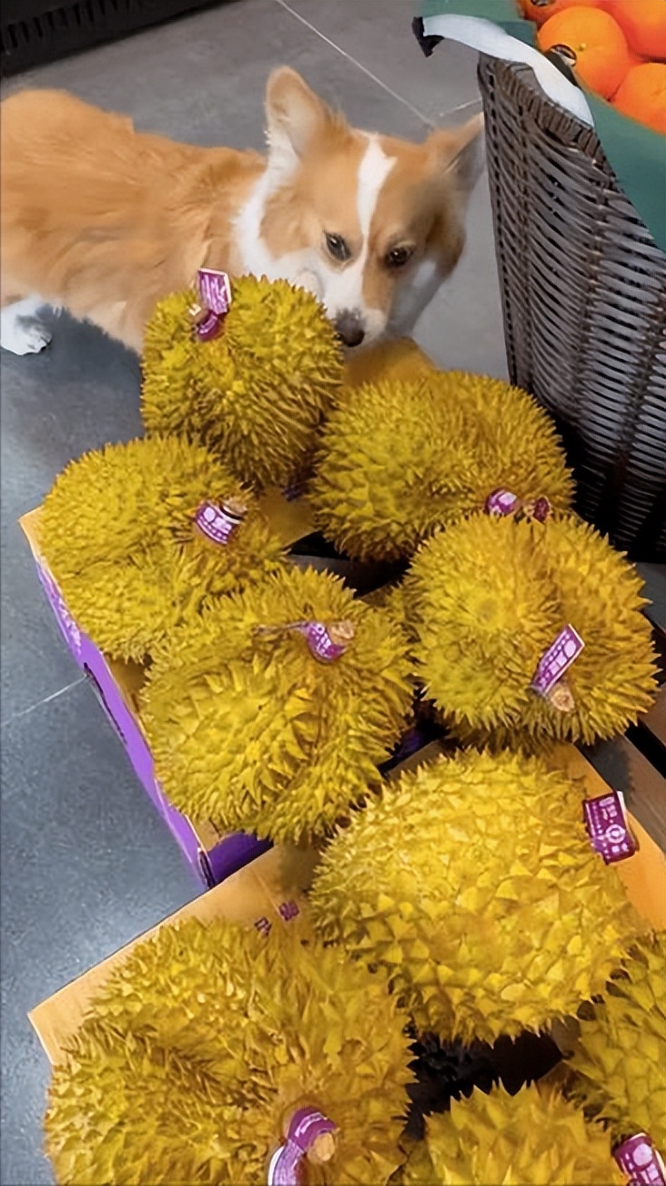 To tell you the truth, these things are the nemesis for Corgi, and they ...