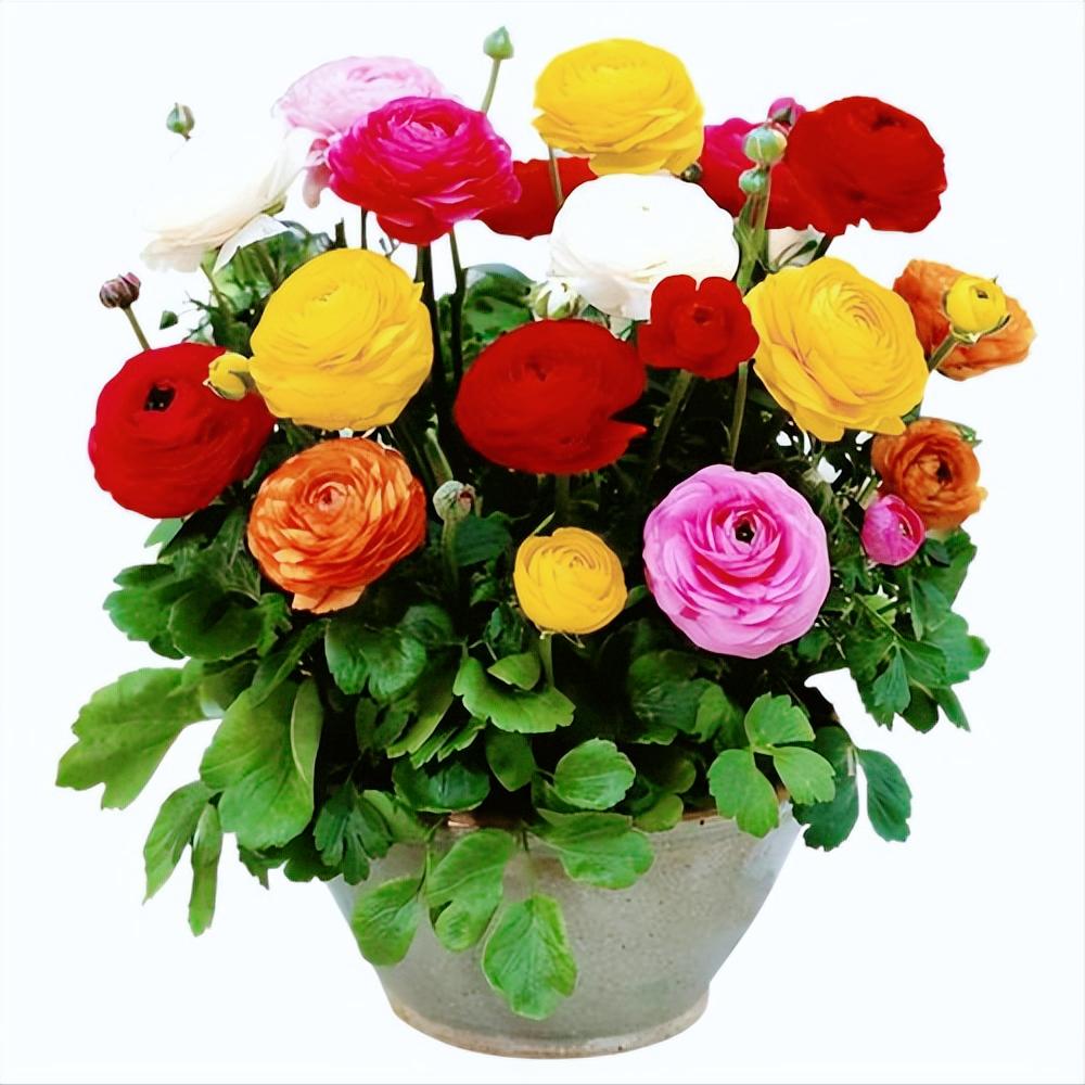 The correct method of watering flowers and vegetables with waste oil ...