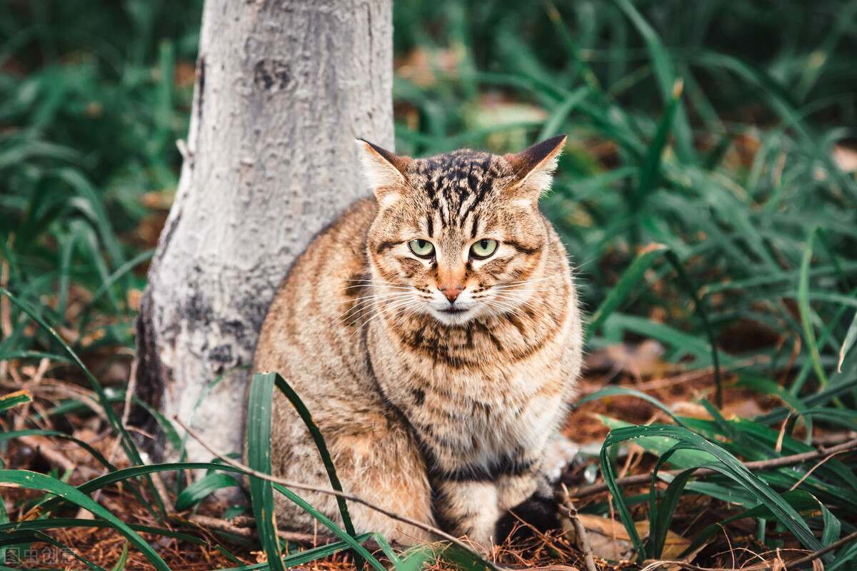 The advantages of raccoon cats that you may not know - iNEWS