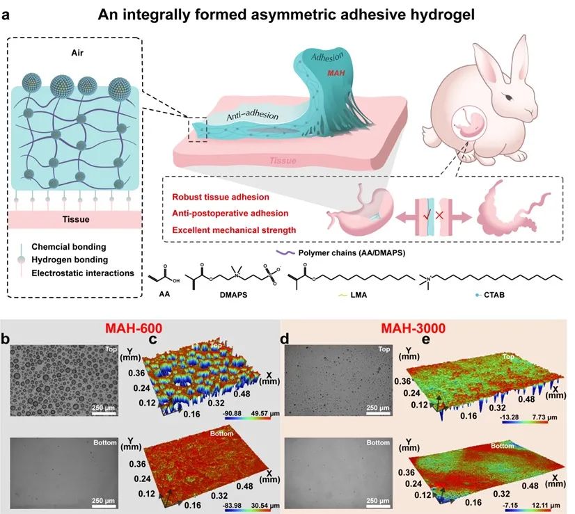 Frontiers 2023: Top 10 Hydrogel Research Breakthroughs in March! - iNEWS