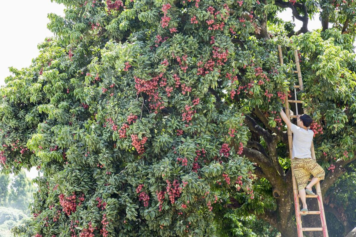 Lychees are delicious, but the process of picking lychees is not that ...