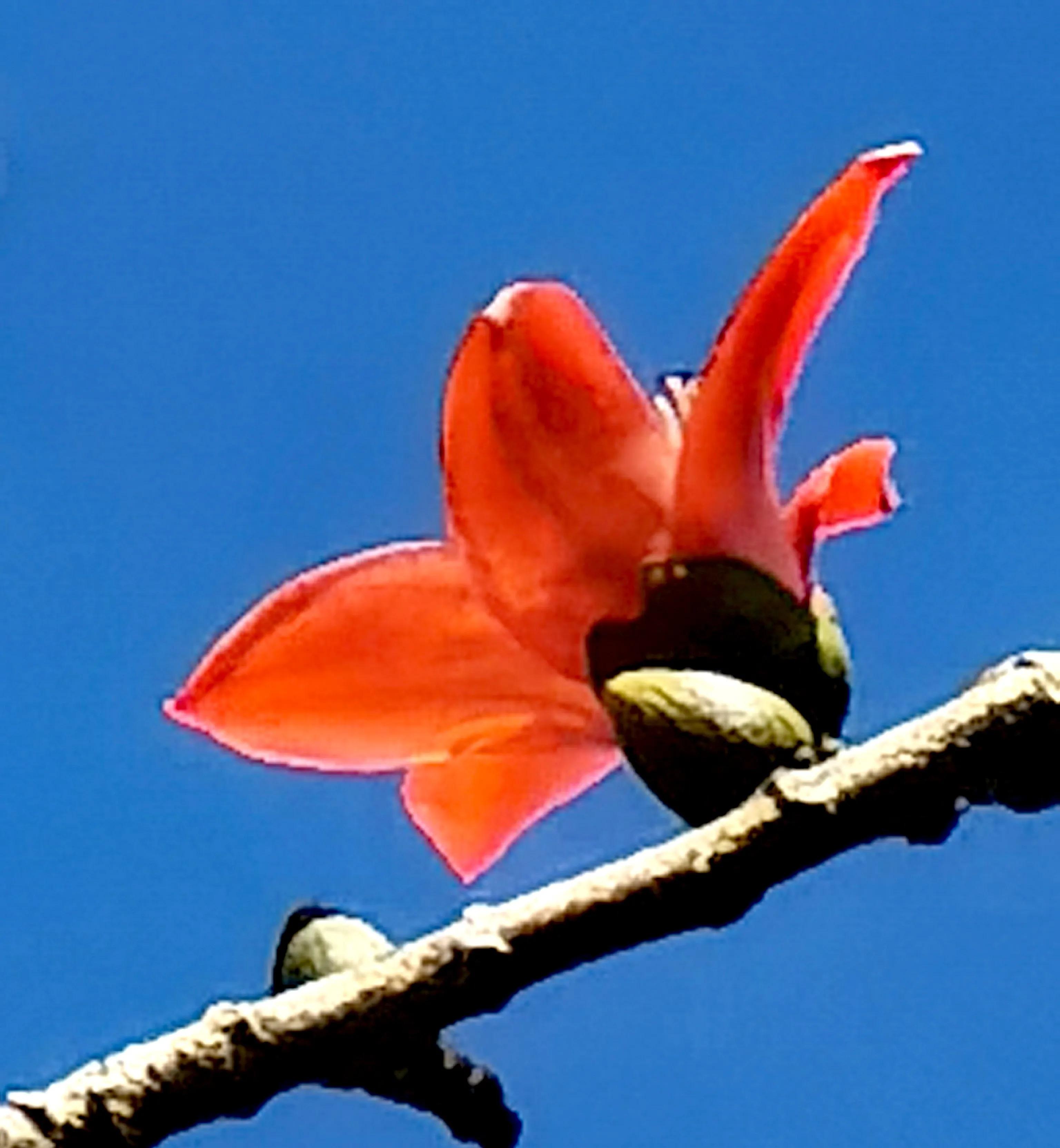 Kapok _Southern Hero Flower - iNEWS