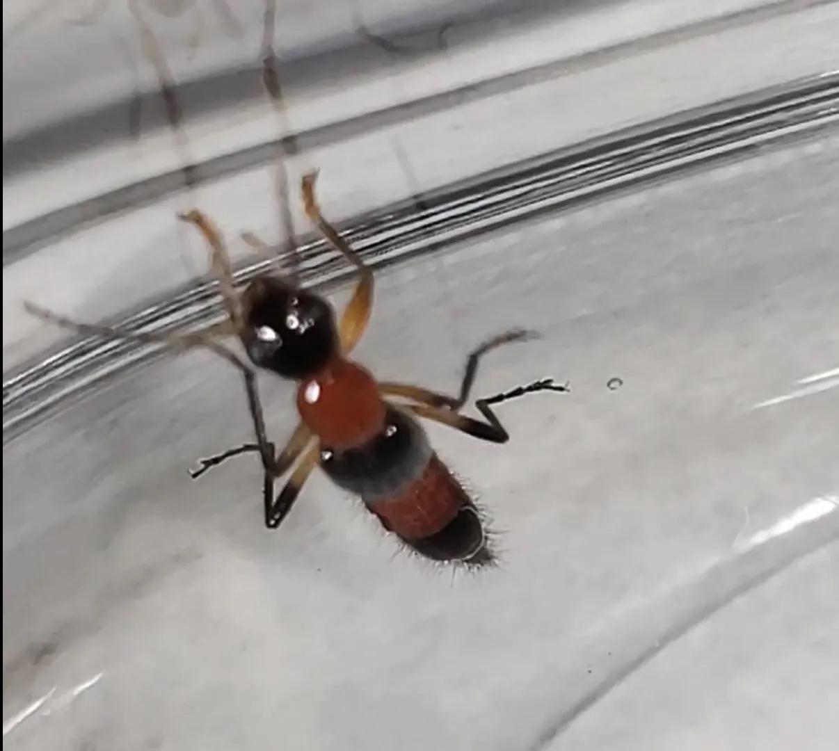 I finally know why sulfuric acid worms are called paederus - iNEWS