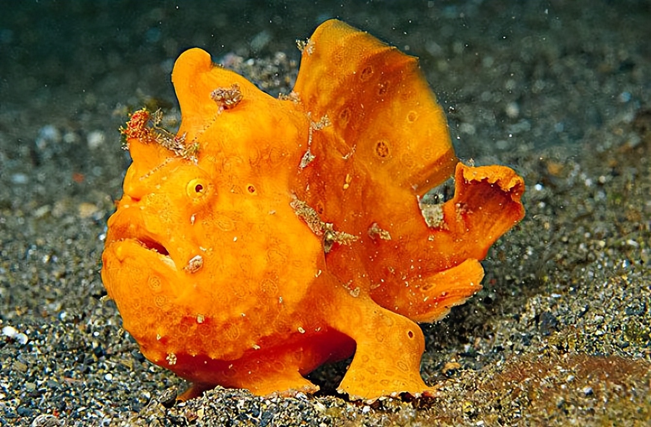 Underwater camouflage - foldfish - iNEWS