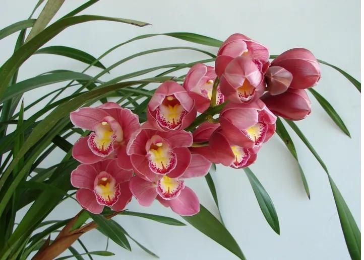 Ruby Orchid - iNEWS