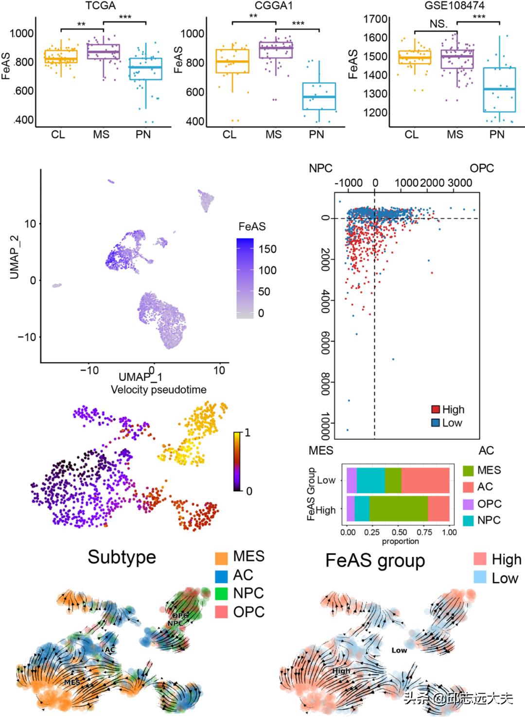 The strong return of ferroptosis combined with single-cell RNA-seq and ...