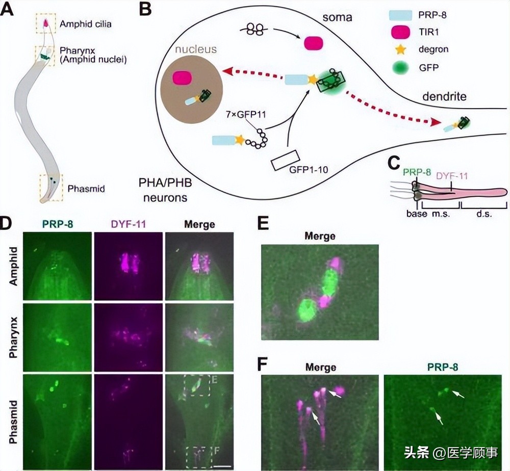 Ciliary regeneration depends on the RNA splicing factors PRP-8/PRPF8 at ...