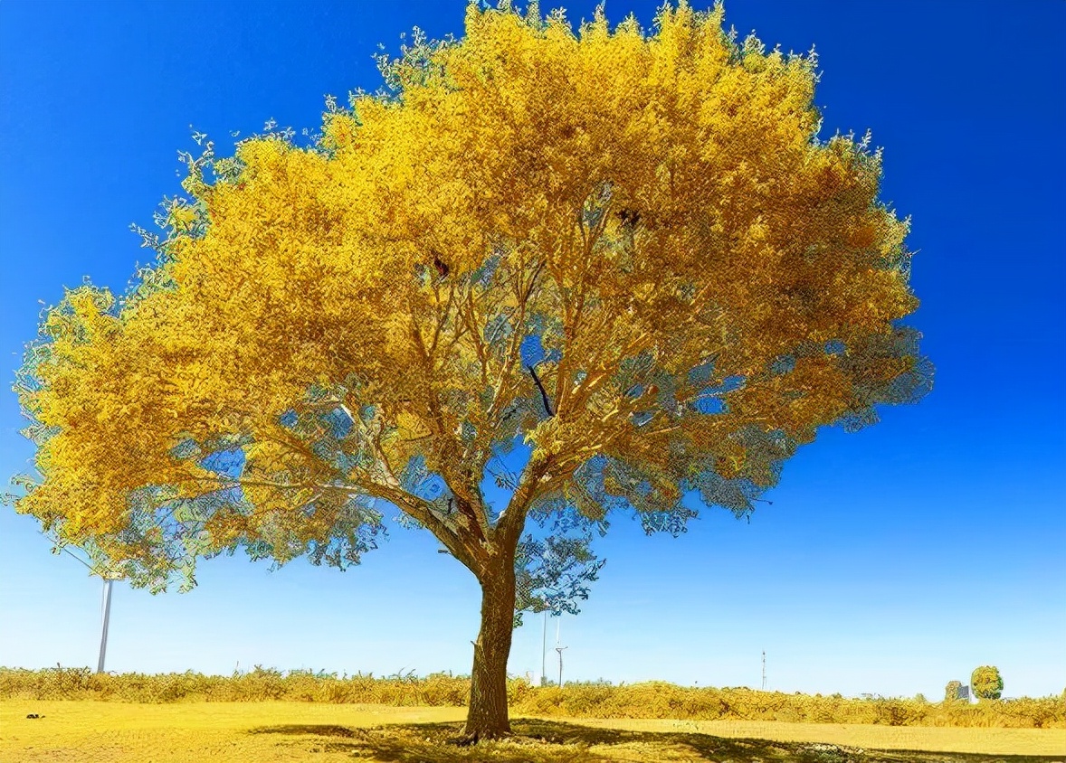 Why are tree trunks and branches not square? - iNEWS