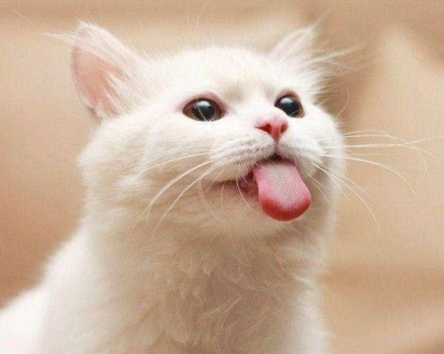 Why do male cats have to grow barbs to scratch females?What is the ...