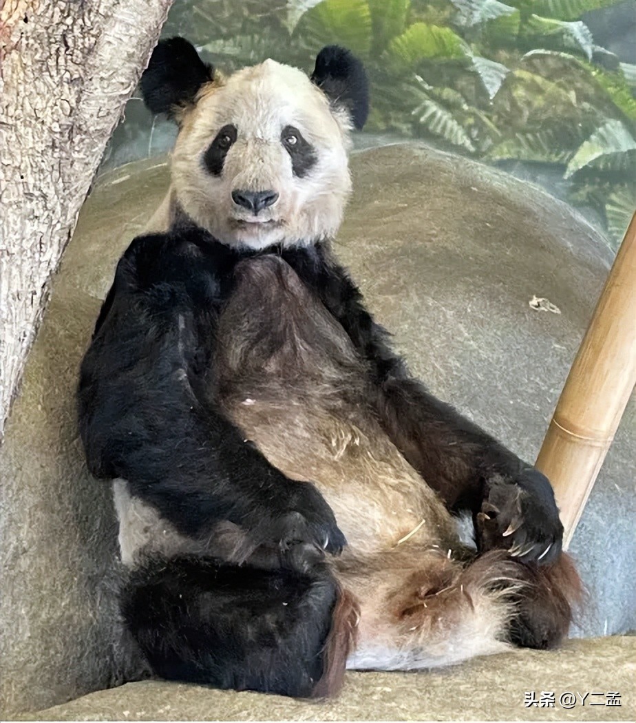 After 20 years of leaving home, the giant pandas in the United States ...