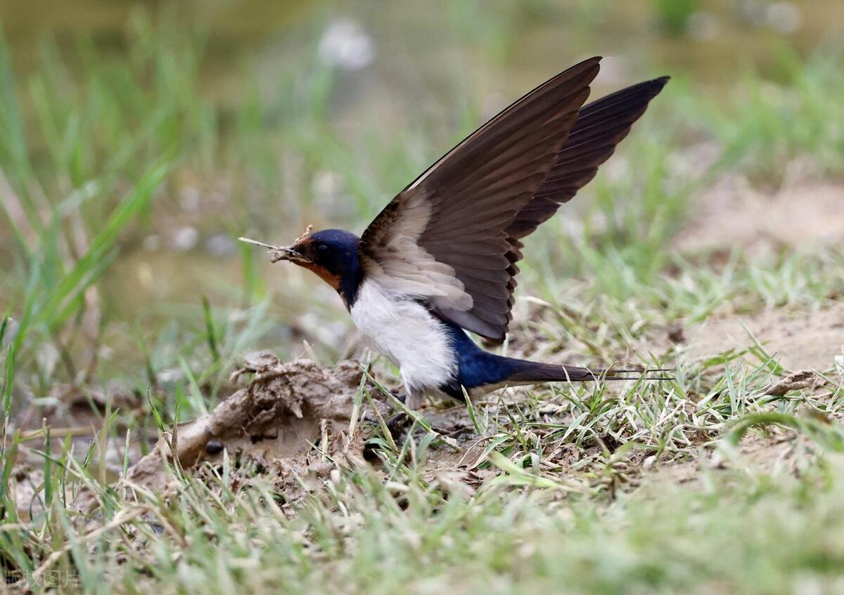 [Original] Prose Spring Swallows Are Back and Busy Building Nests - iMedia