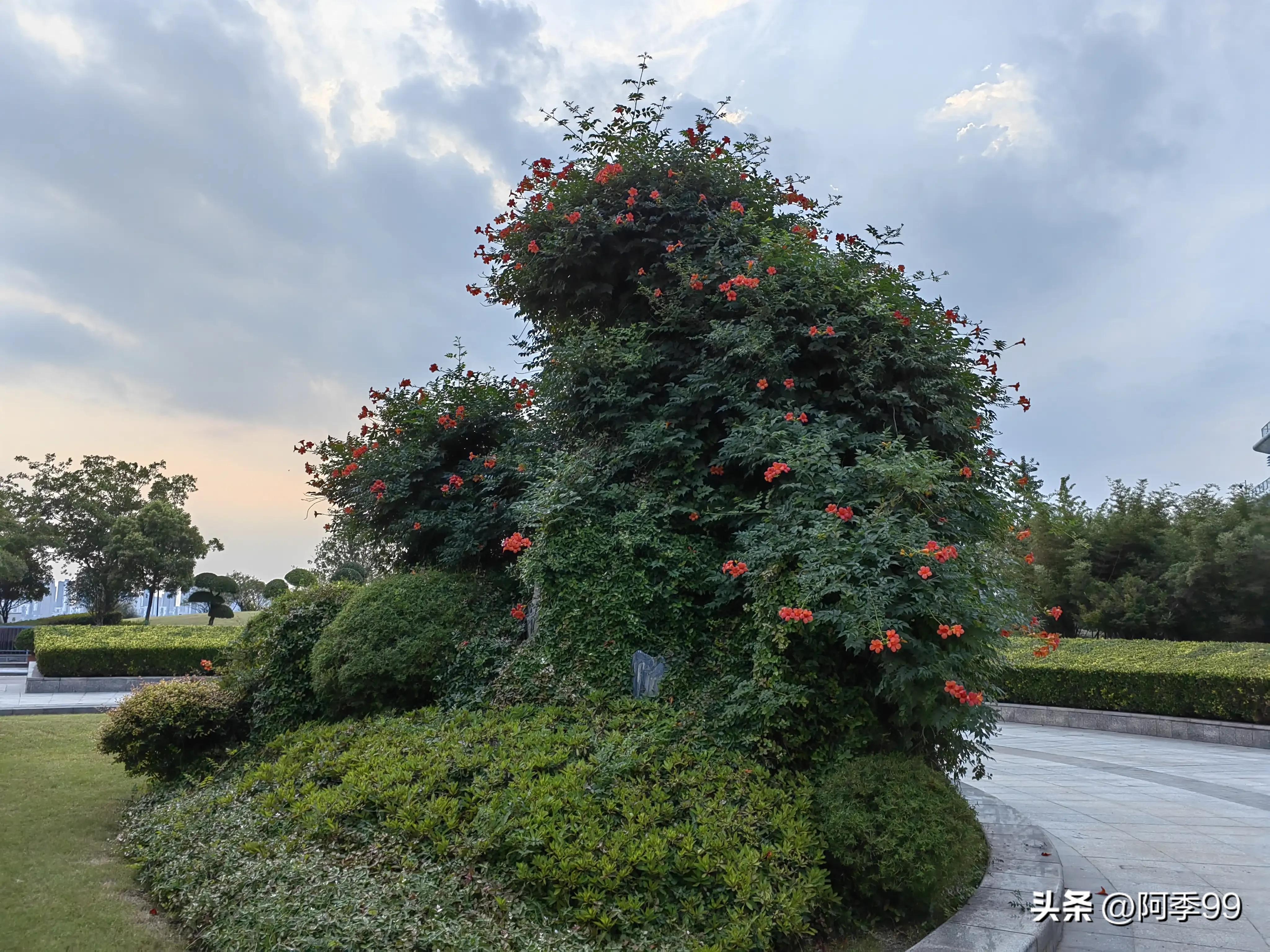 Summer Inflorescence: Ling Xiao (S1) - iNEWS