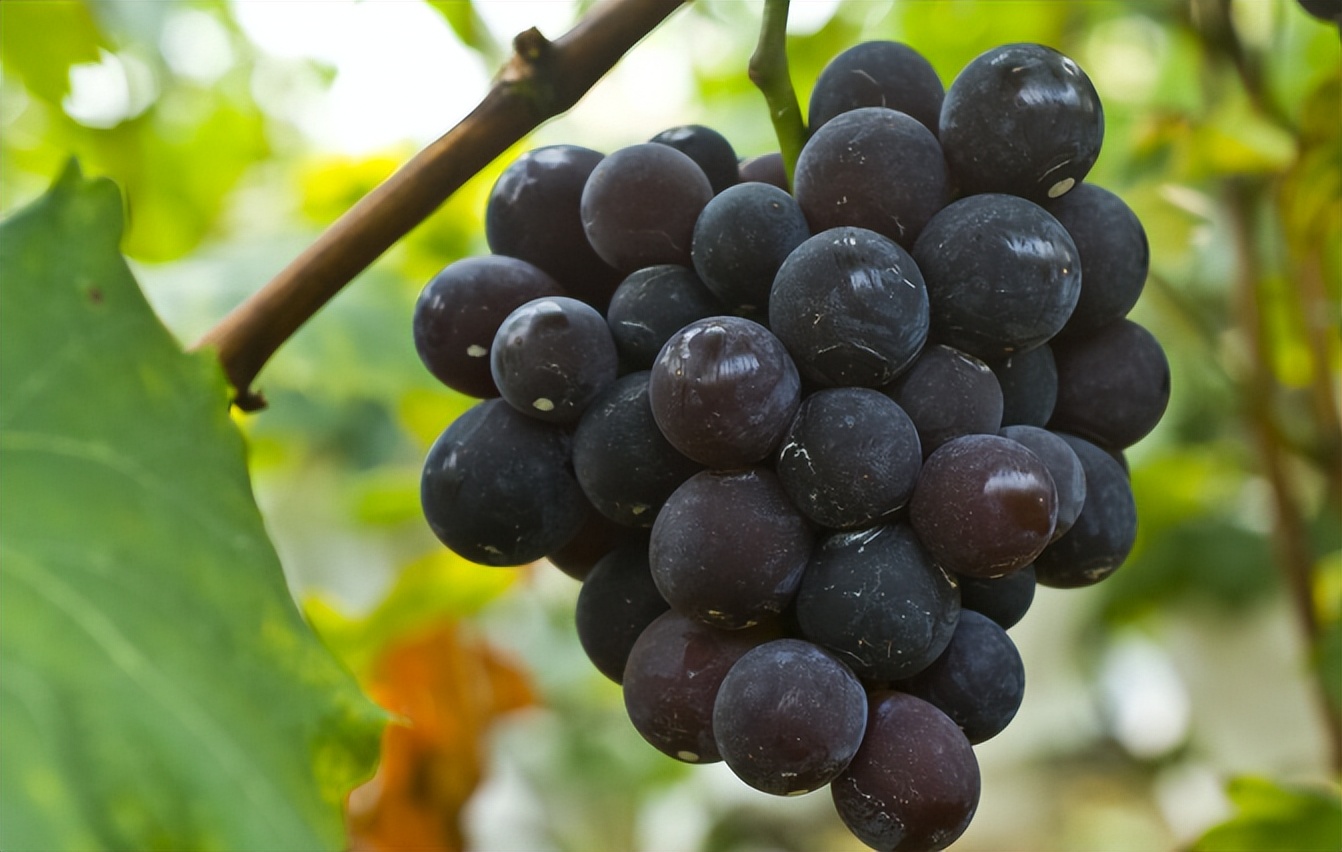 Can eating grapes often fade spots? Doctor: If you want to lighten ...