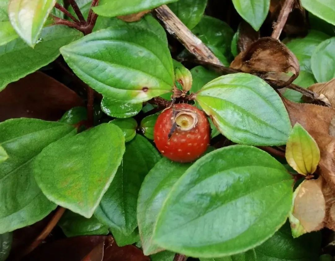 Dishu is a treasure - iNEWS