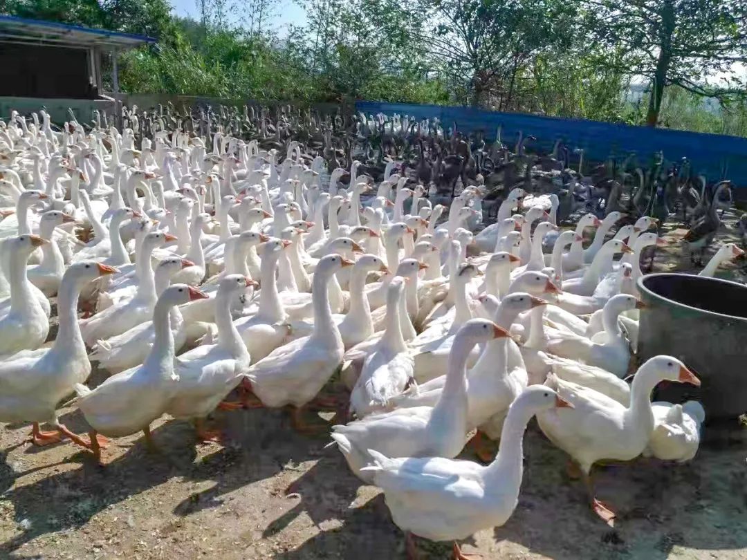 This shop is too much! The boss hired a farm to make a pot of drunk ...