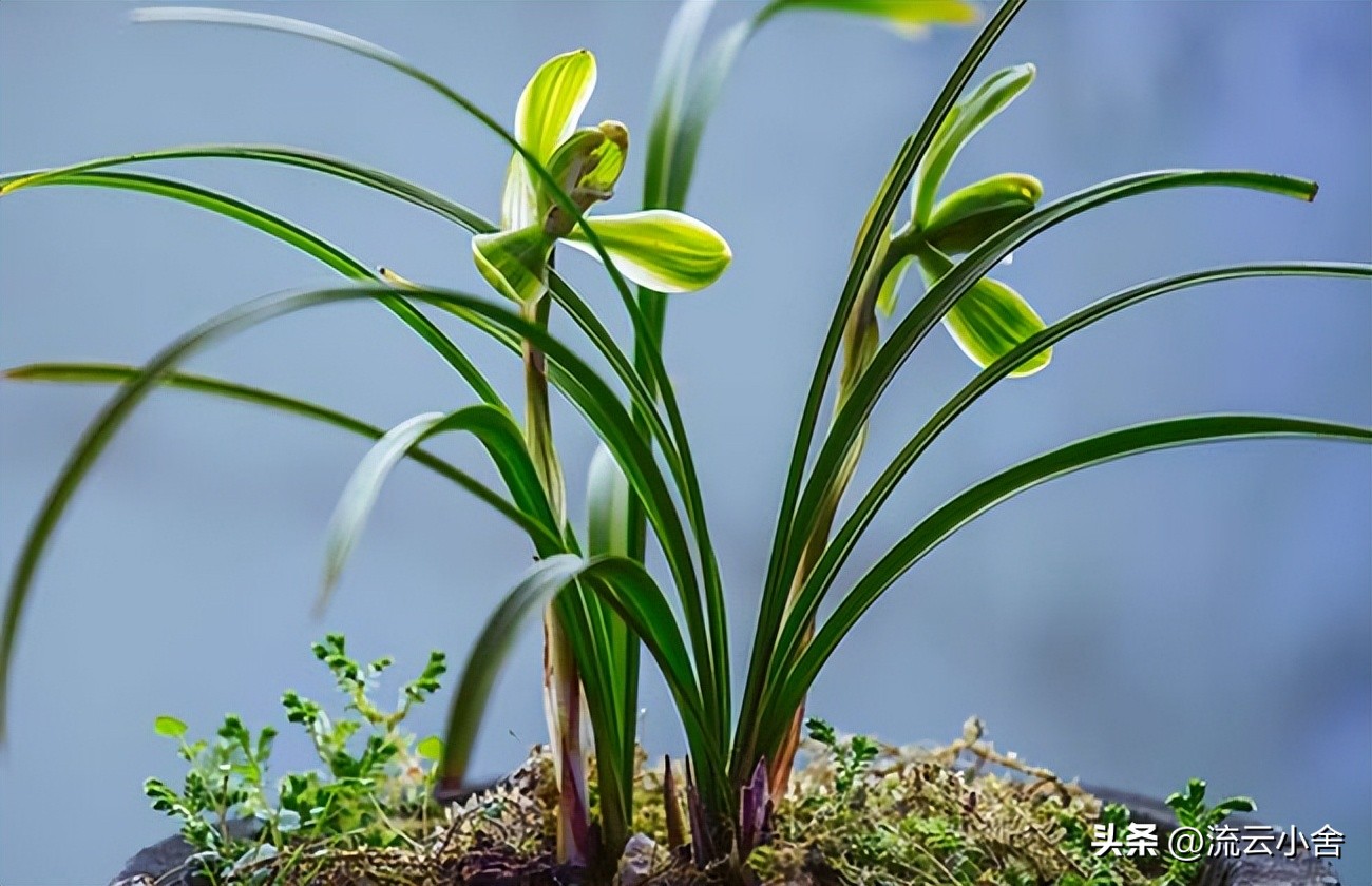 Wang Xizhi's "Orchid Pavilion Collection Preface": "Goujian, the King ...