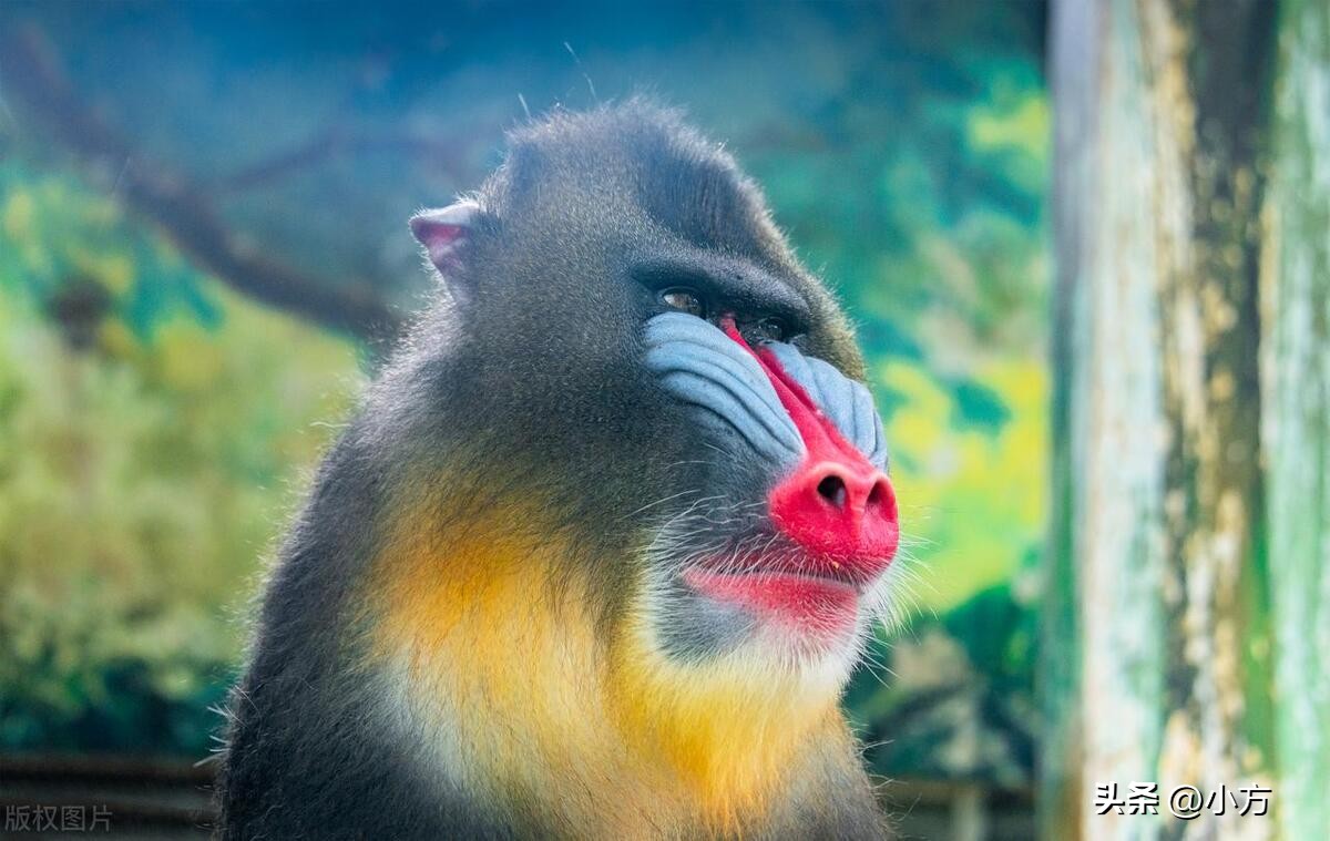 "Monster Biography": The Past and Present of Mandrill and Nian Beast ...