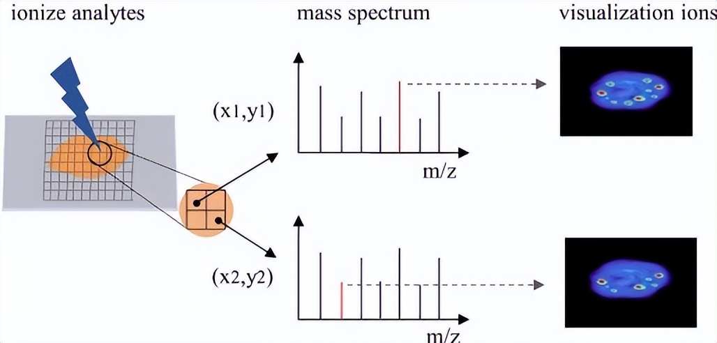 Discussion on Mass Spectrometry Imaging Technology - iNEWS