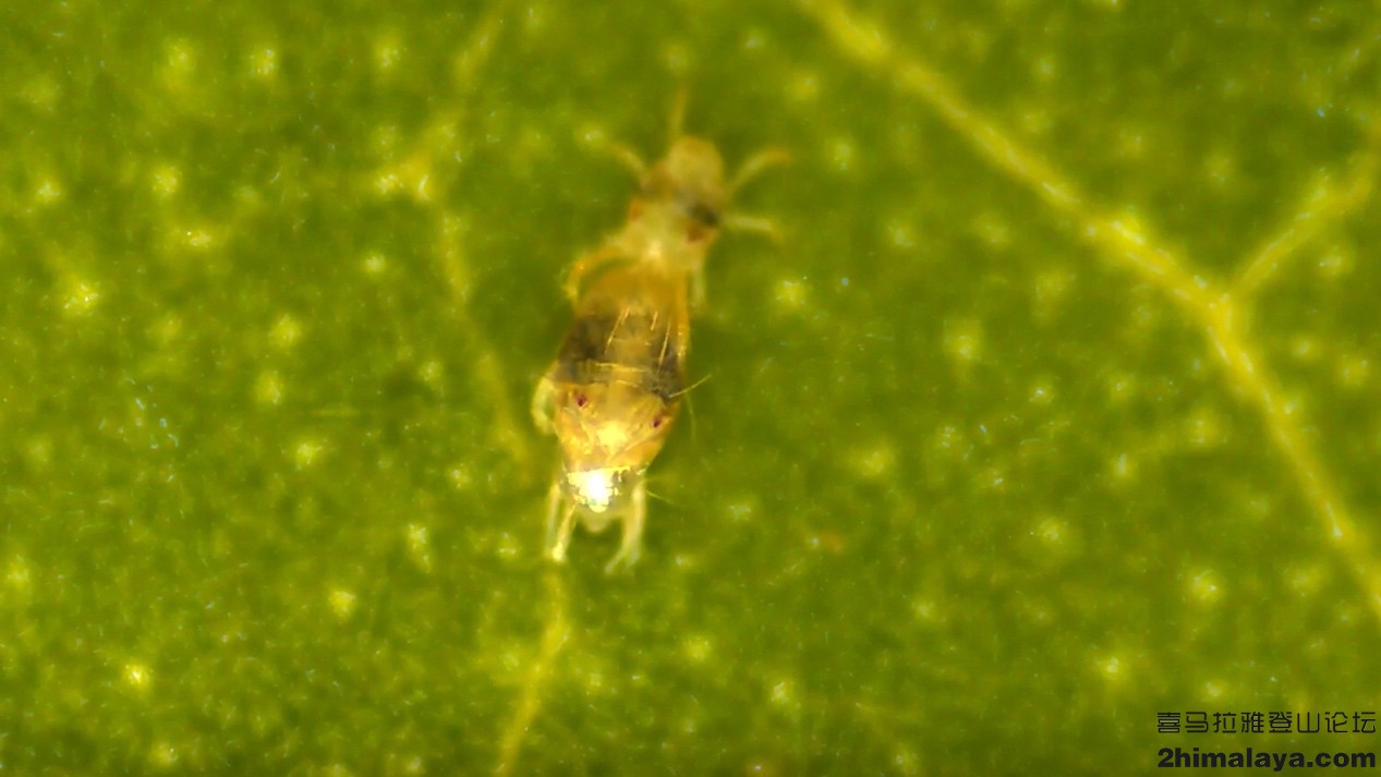 [World] Before mating, male spider mite strips feisty female's ...
