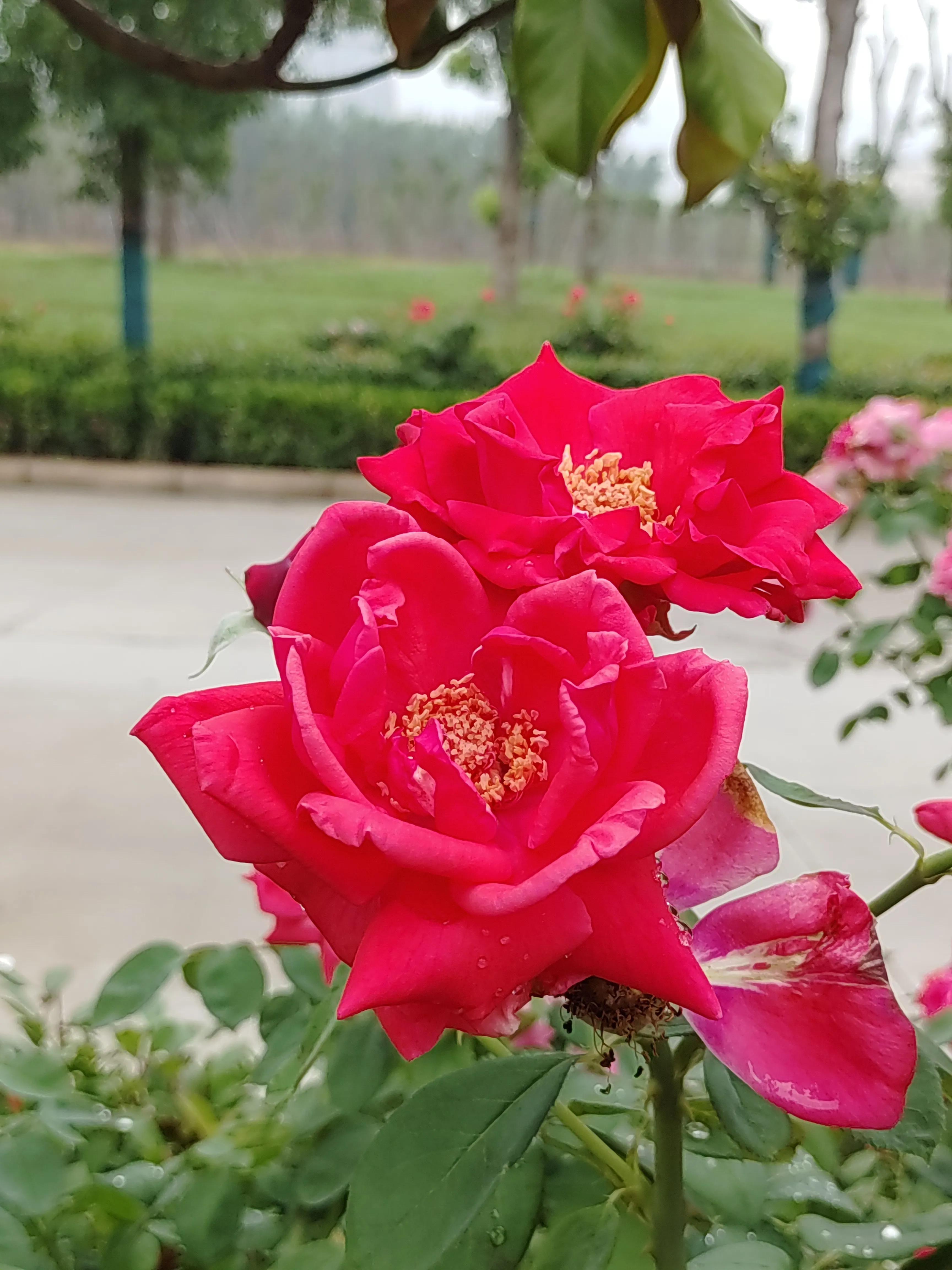 Charming Chinese rose - iNEWS