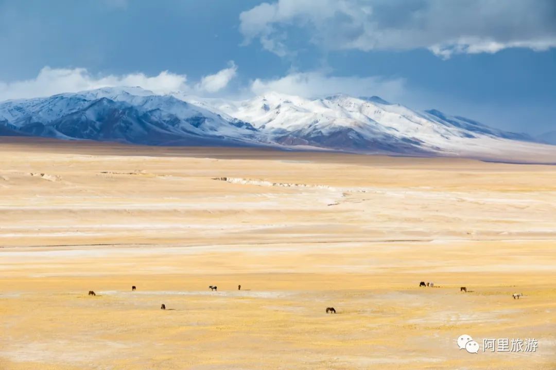Yunyou Plateau | Golden Qiangtang - iNEWS