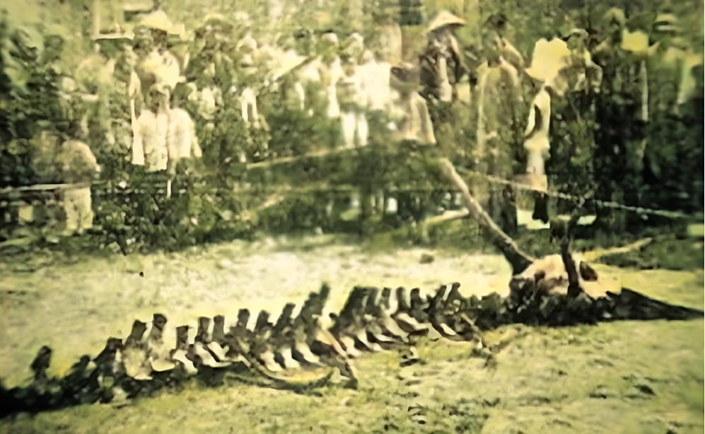 Do dragons exist? 90 years after the dragon falling incident in Yingkou ...