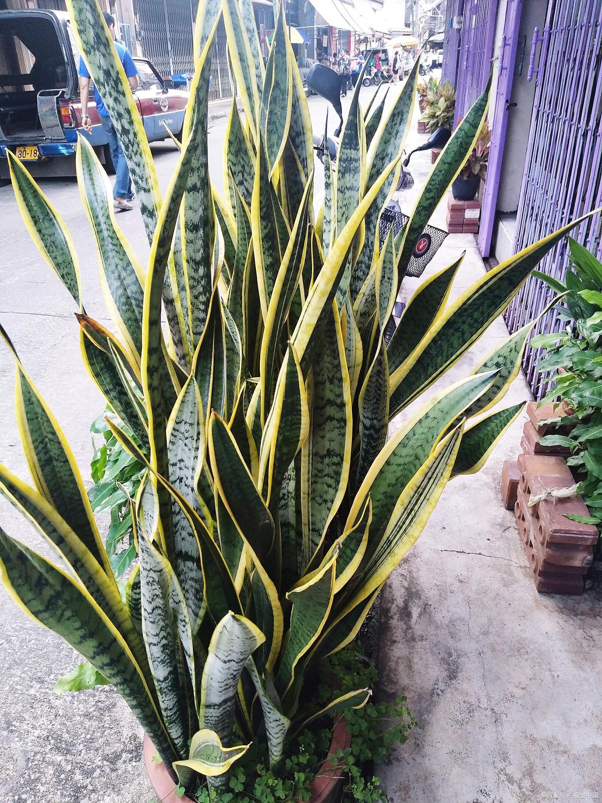 How to raise tiger Pilan to grow well? The 4 requirements are done ...