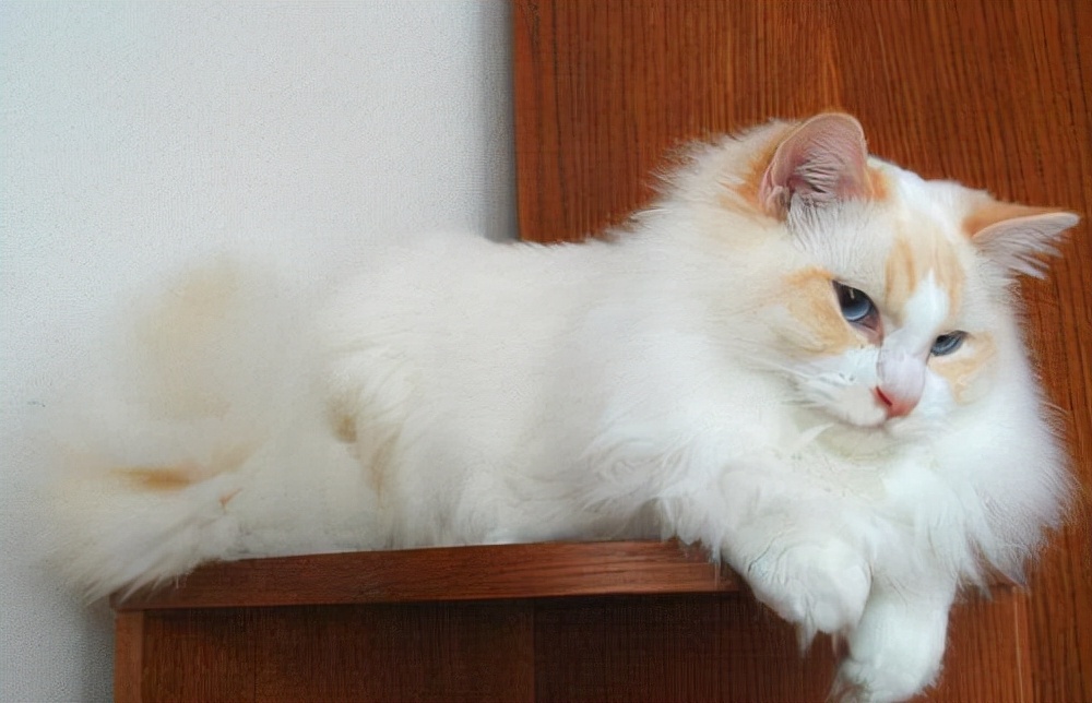 The color of the puppet cat is silly and unclear. Basically, these 3 ...