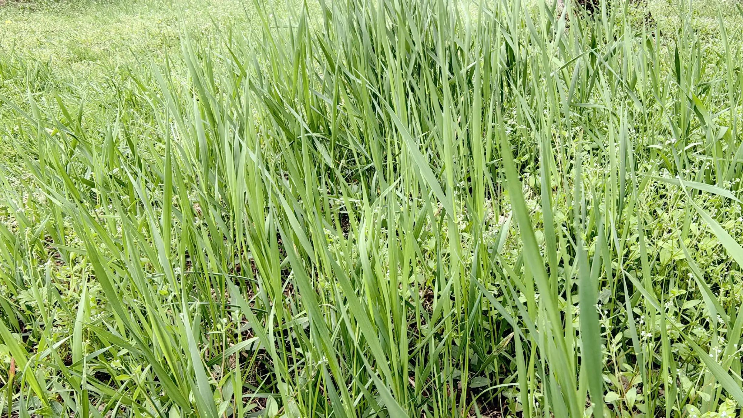 Lixia Shiyong - iNEWS