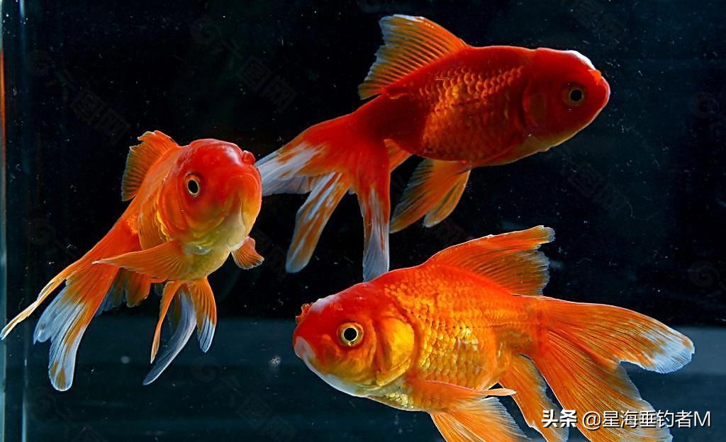 Goldfish originated in China - iNEWS