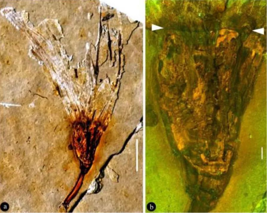 Western Liaoning is magical: the newly discovered early Cretaceous new ...