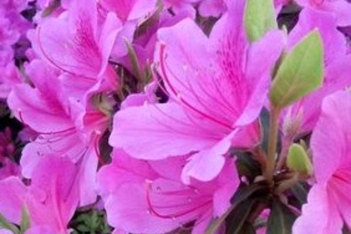 Twenty Poems of Rhododendron, Blooming Like a Brocade, Also Called ...