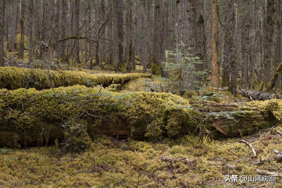 Basongcuo: A Paradise on Earth Among Plateau Canyons - iNEWS