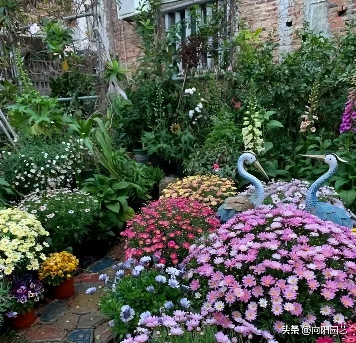 After Margaret blooms, it must be topped and pruned to remove the ...