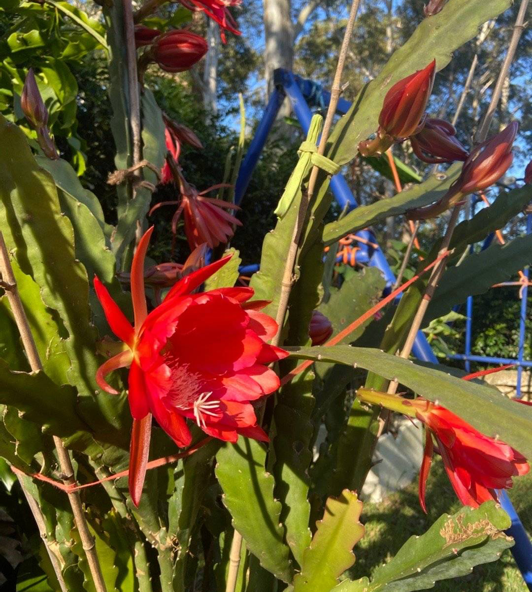 A beautiful "lazy flower", drought-resistant and easy to maintain ...