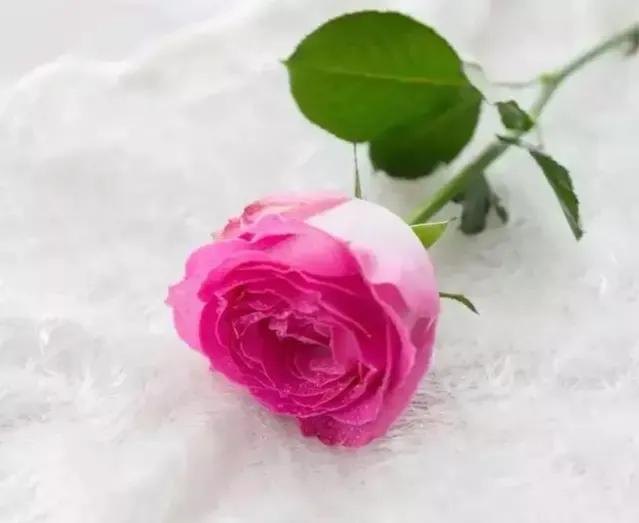 99 Roses Candy Snow Mountain Rose - iNEWS