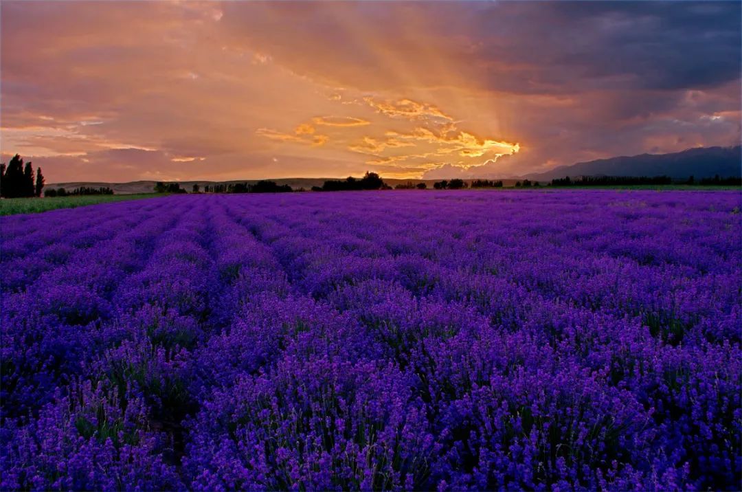 Xinjiang lavender flower sea, the secret you don't know - iMedia