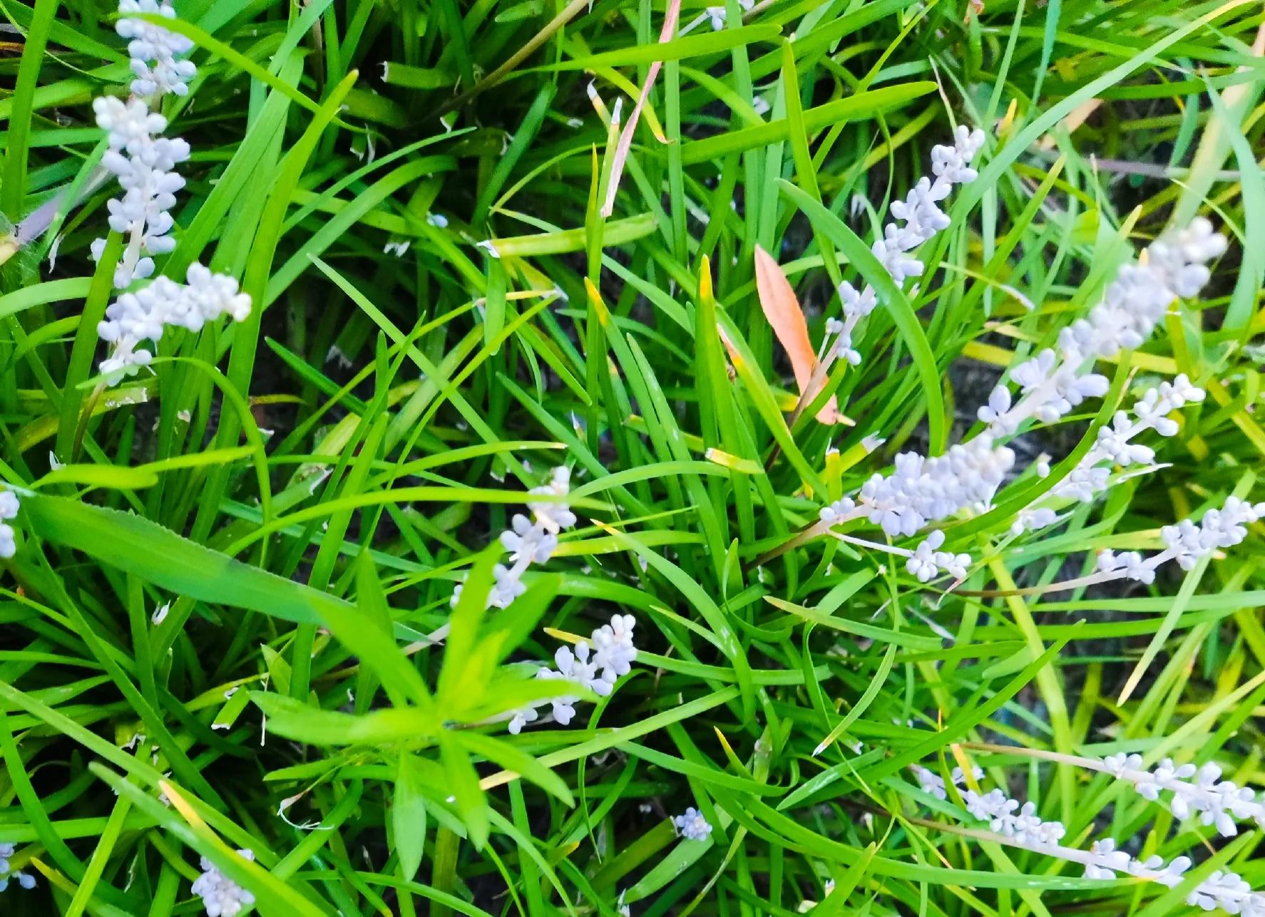 The breeze caresses Liu Cui, the sound of cicadas is heard - iNEWS