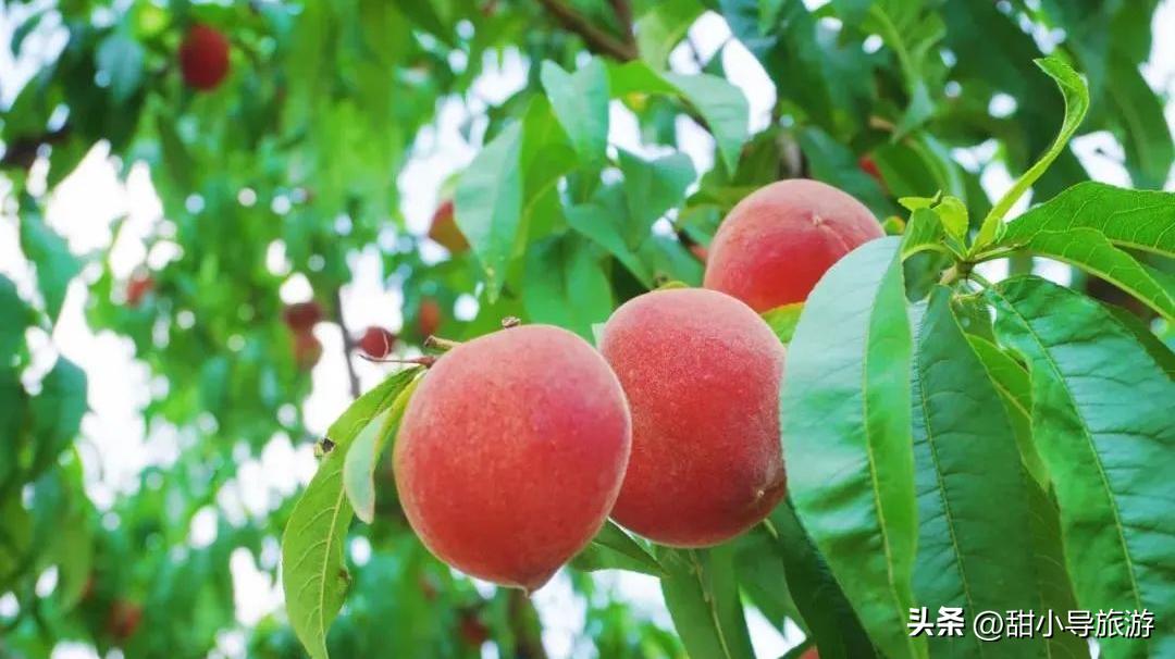The breeze is blowing in early summer, and the fruits are ripening! - iNEWS