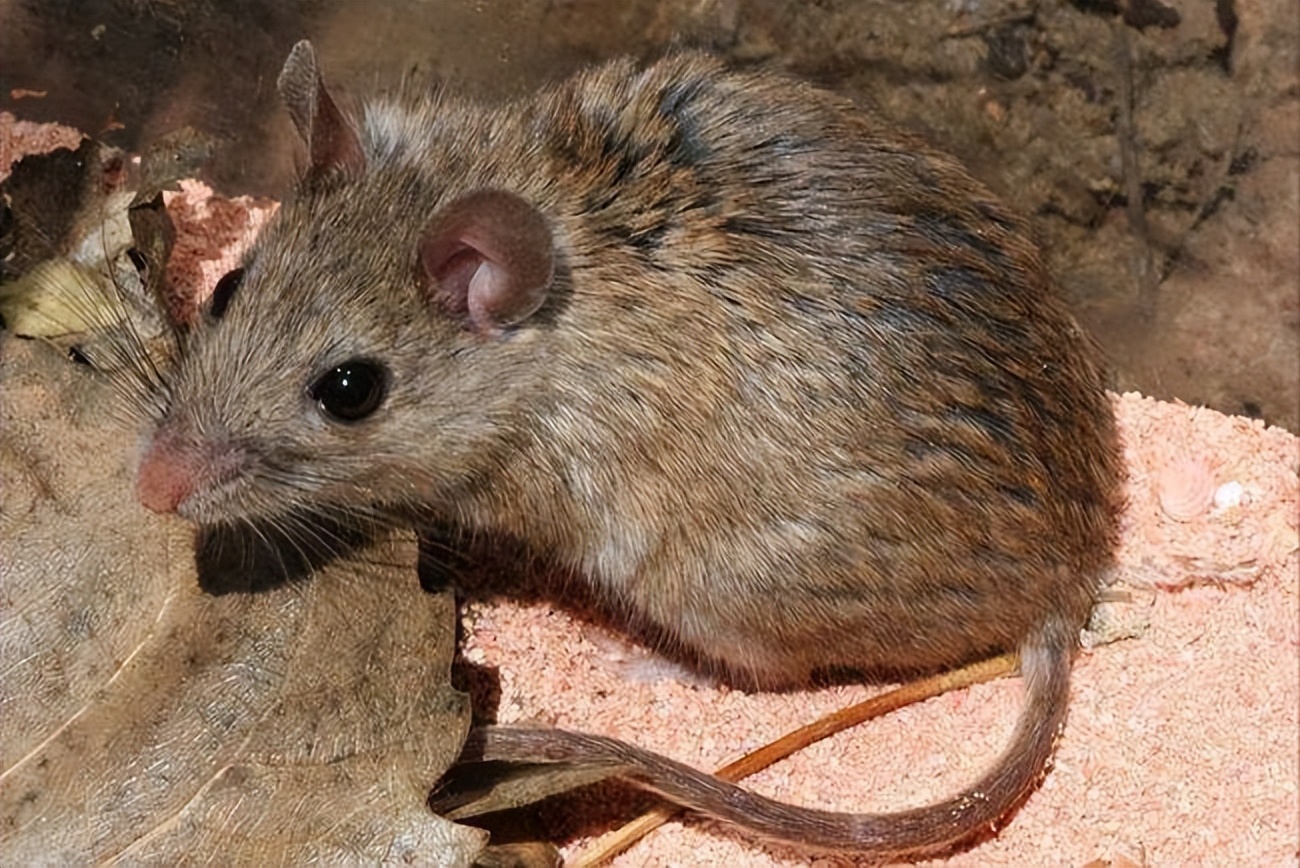 Do mice hibernate? - iNEWS