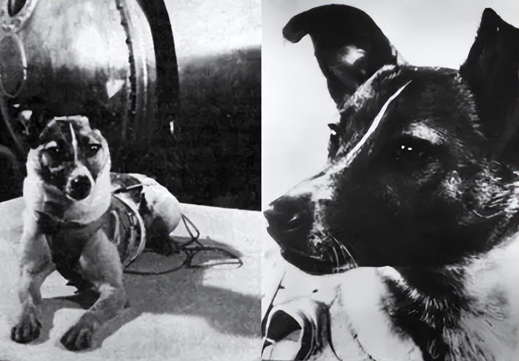 1957, "Cosmic Dog" Laika: What happened to the first dog sent into ...
