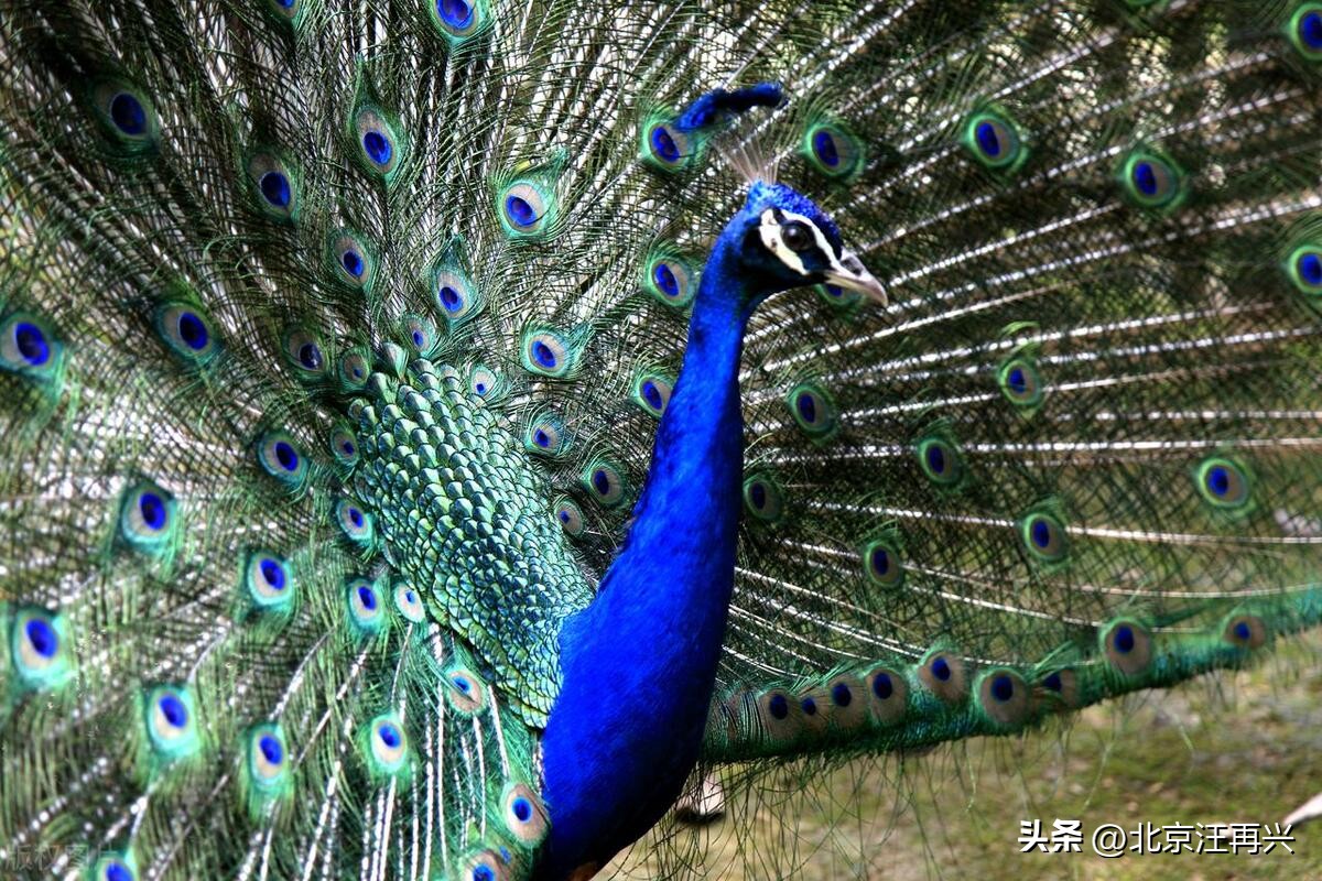 Peacock flying southeast, why is it the peak work in the development ...