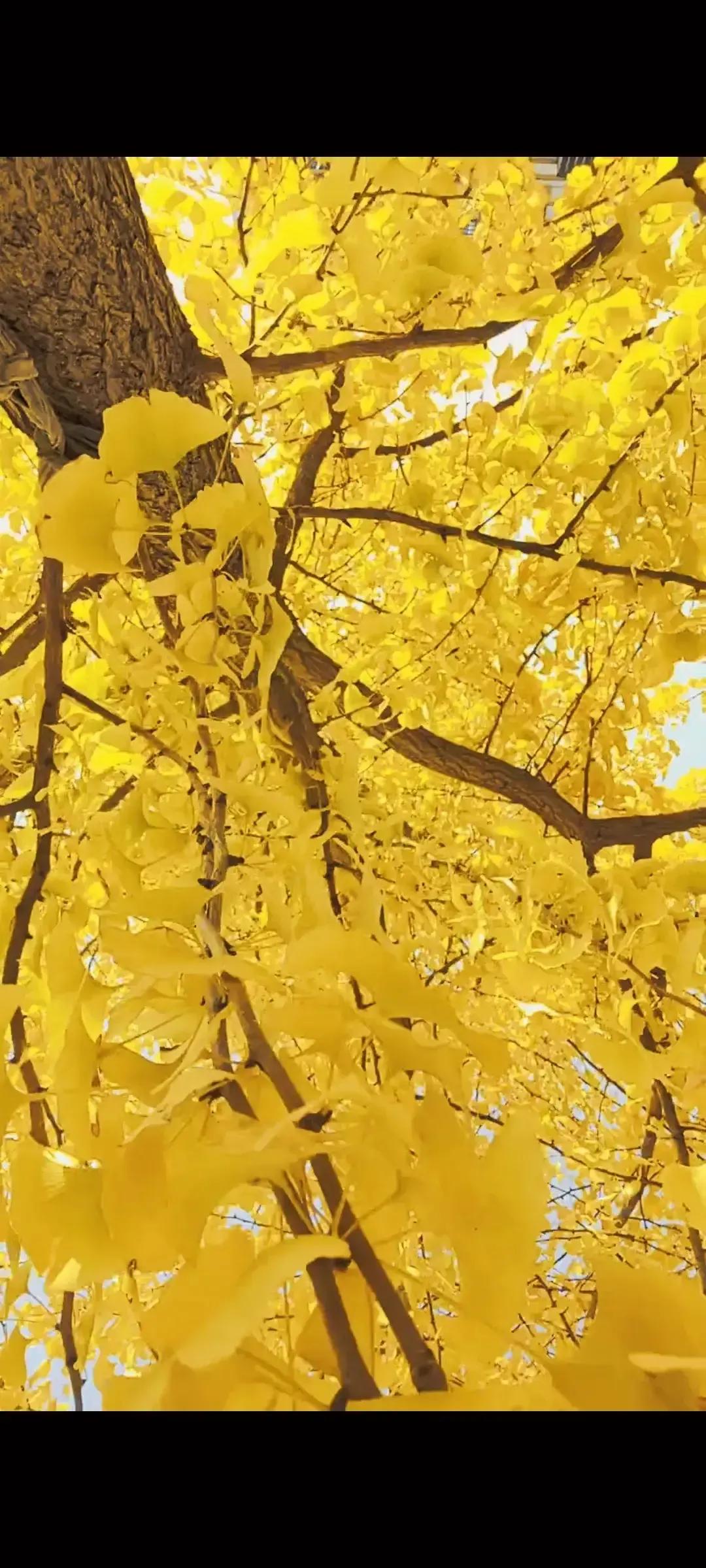 Zhanggong District: Mengya Lane - iNEWS