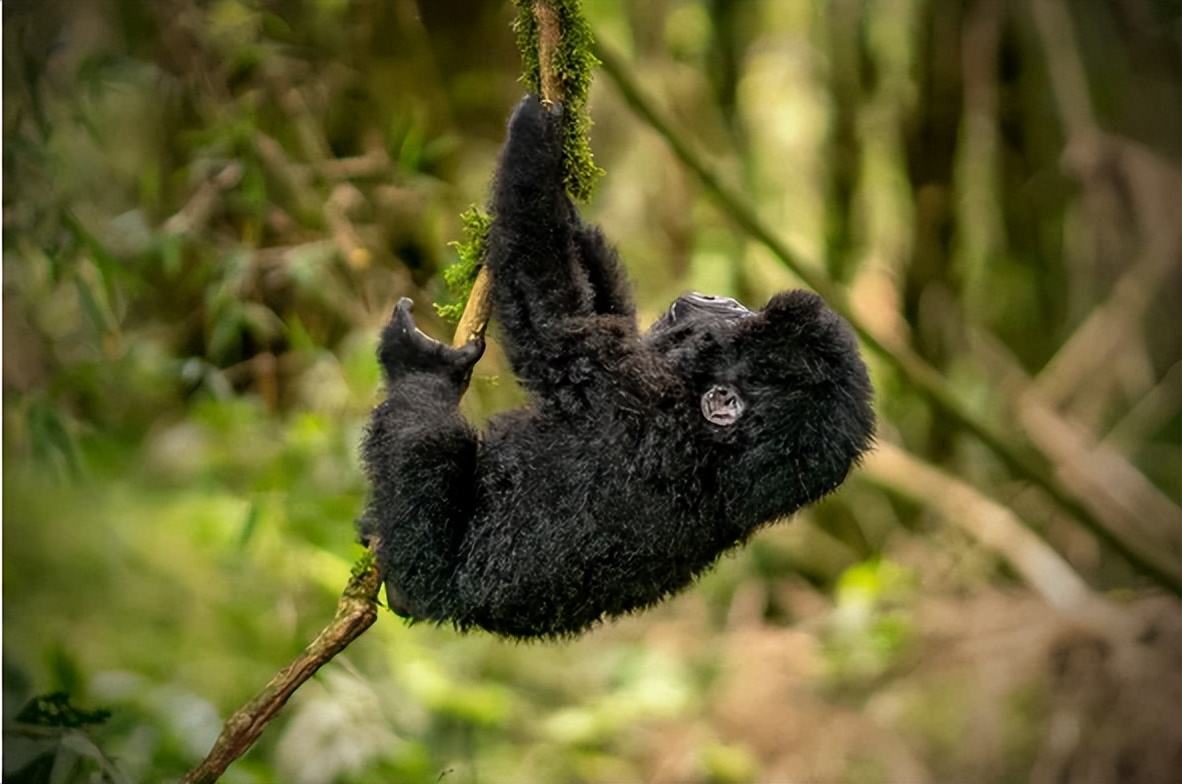 Keppen Island: Why primates like to spin themselves 'til we all fall ...