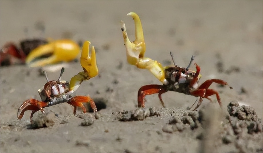 Conservation of biodiversity, arthropod fauna in arid substrates in ...