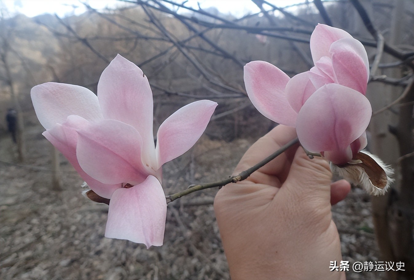 A Brief Analysis of Magnolia: The History and Charm of an Elegant ...