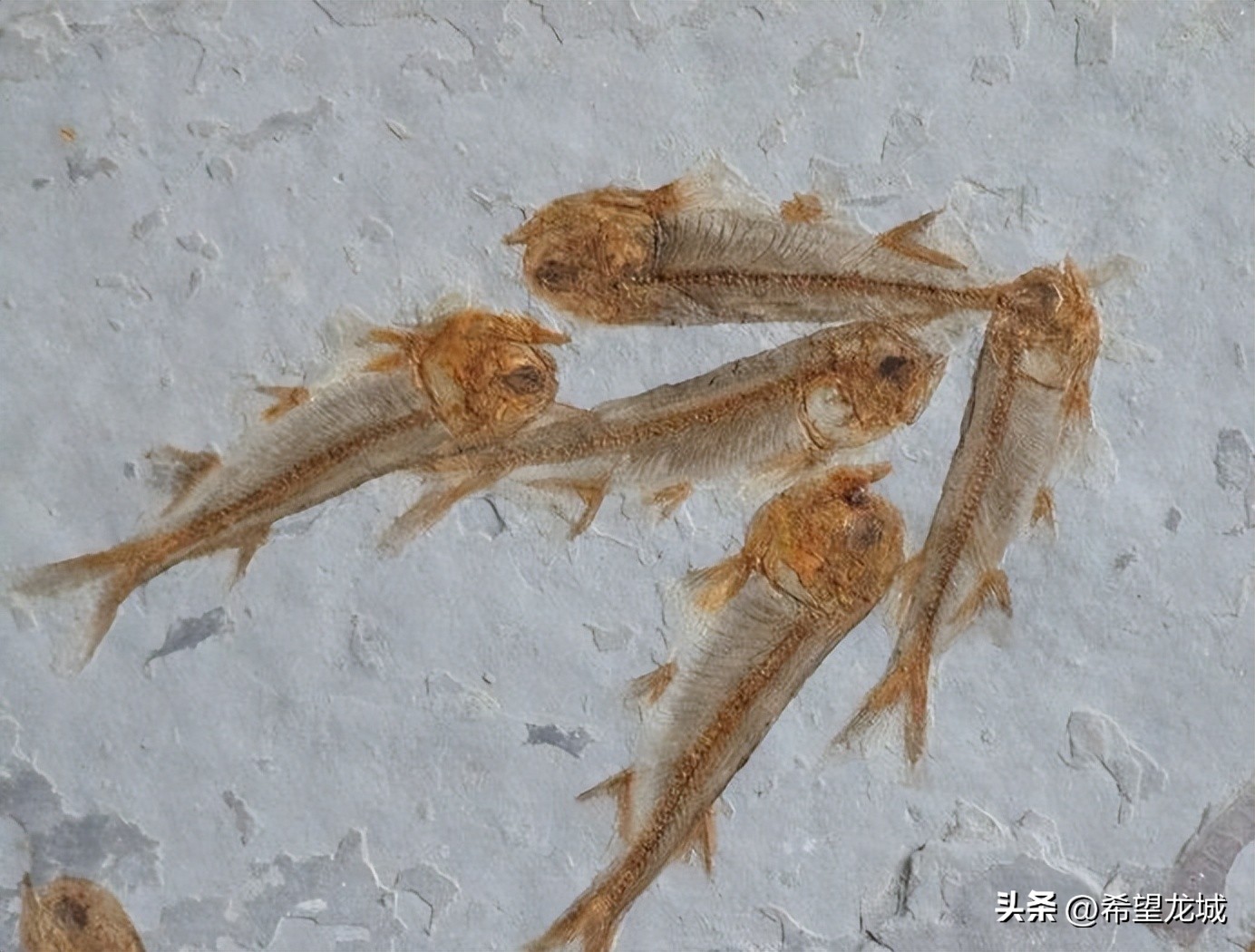 Fossils: living stones - iNEWS