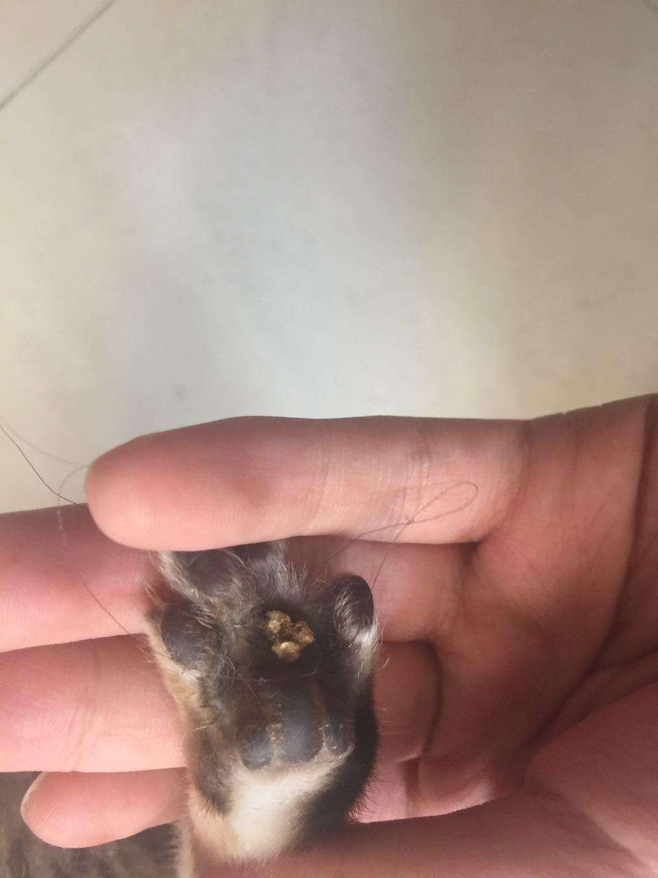 Promise me, don't hurt the cat's flesh pad, okay? - iNEWS