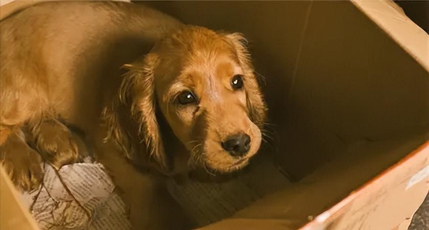 "Dog Thirteen" uses a unique shooting method to let the audience see ...